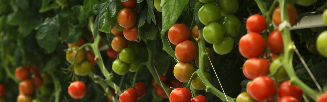 Hemp Garden Mulch – HEMPALTA